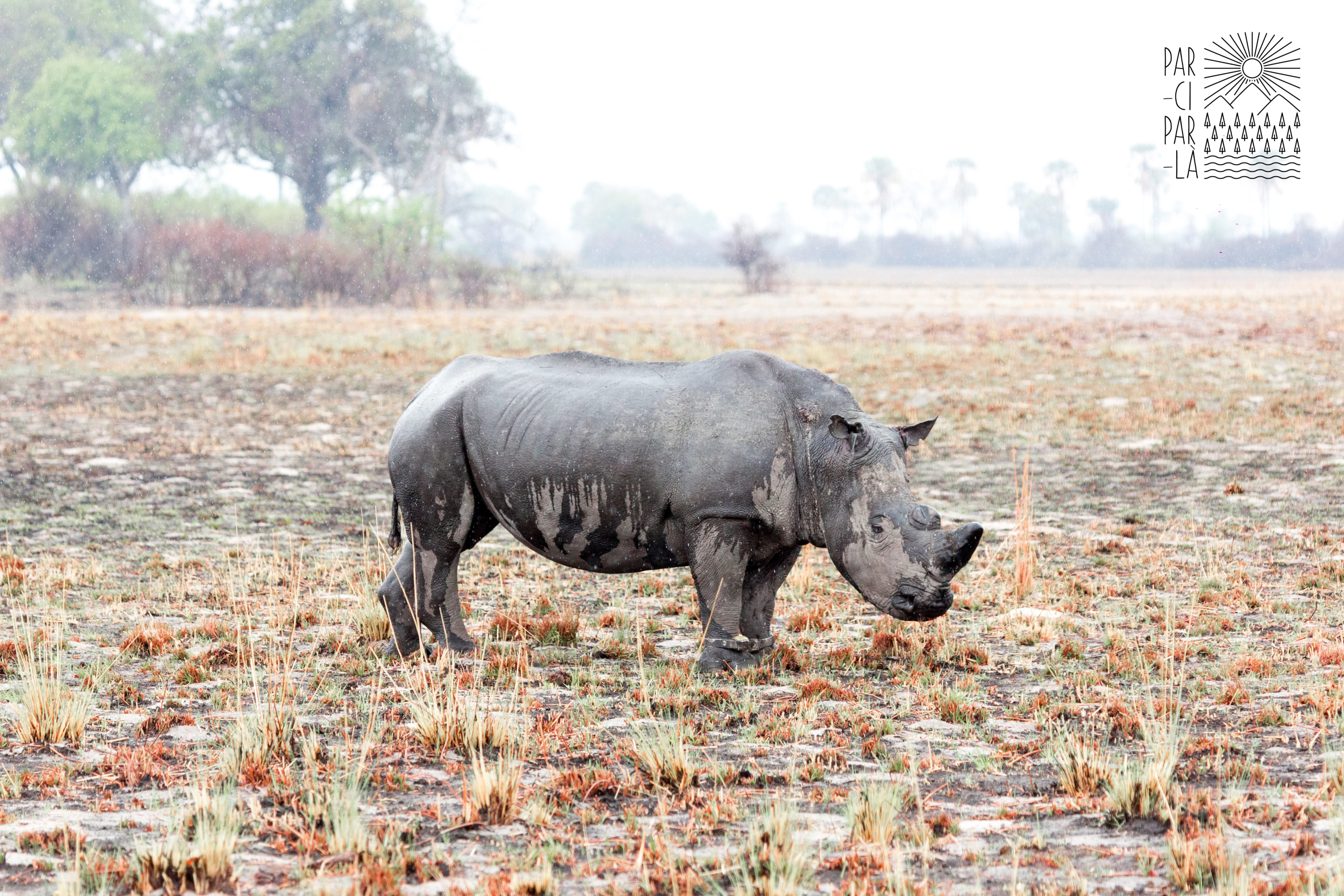 Safari self-drive à la découverte du Botswana | Par-ci Par-là