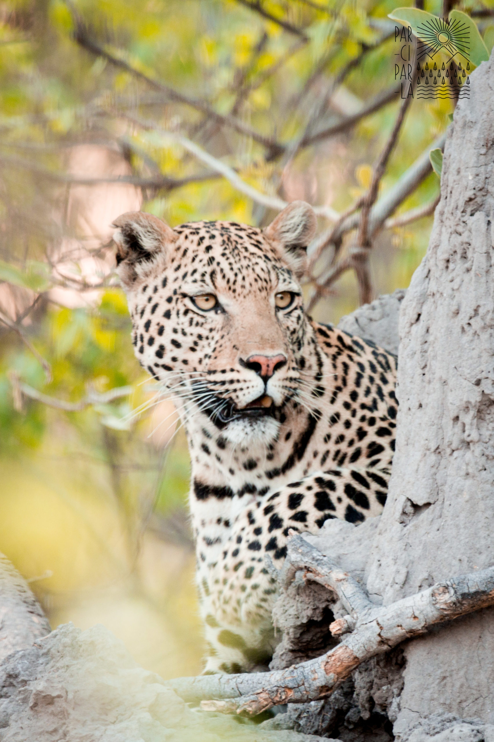 Safari self-drive à la découverte du Botswana | Par-ci Par-là